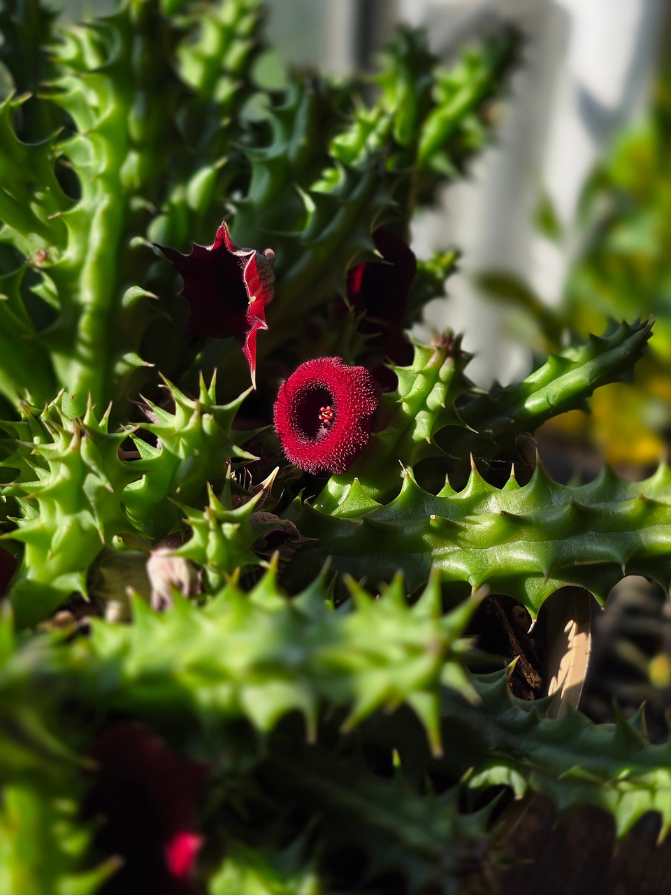 Flower Plant - Free photo on Pixabay