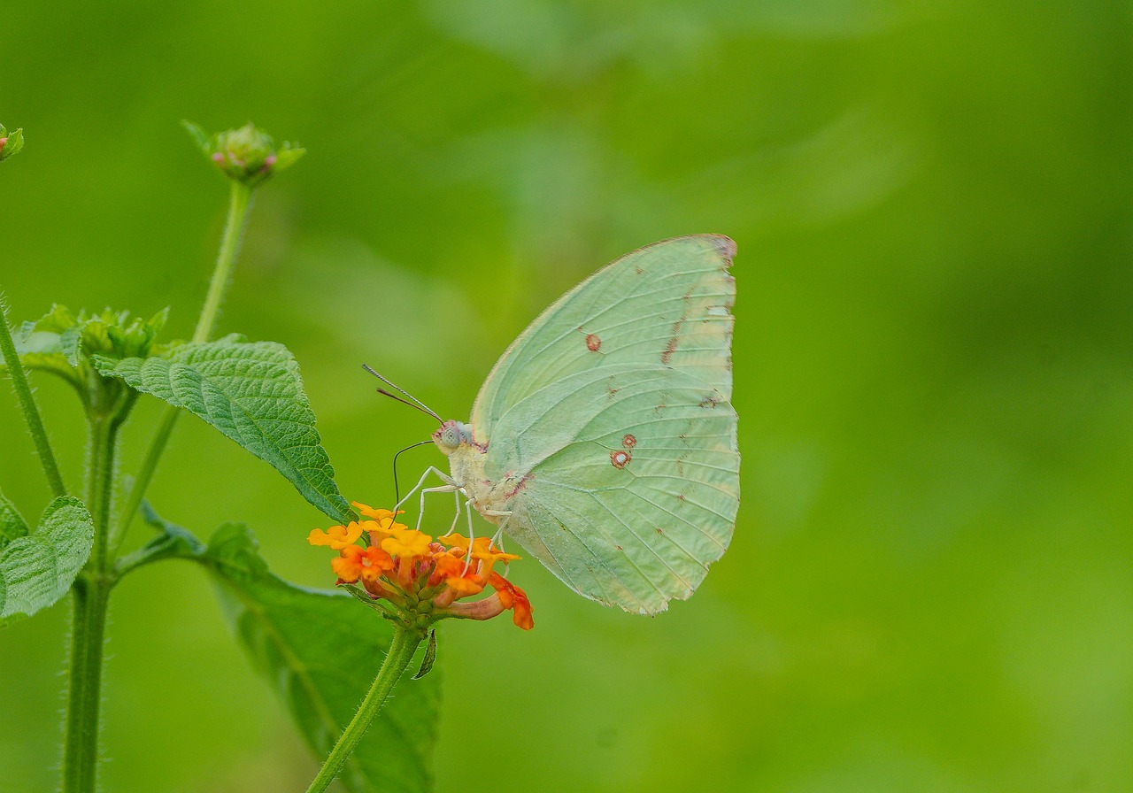 Farfalla Migratrice Del Limone La - Foto gratis su Pixabay