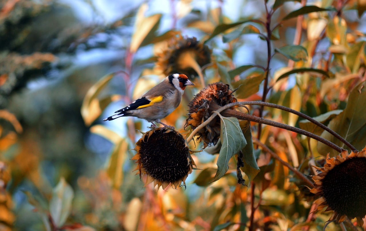 Bird Stieglitz Goldfinch - Free photo on Pixabay