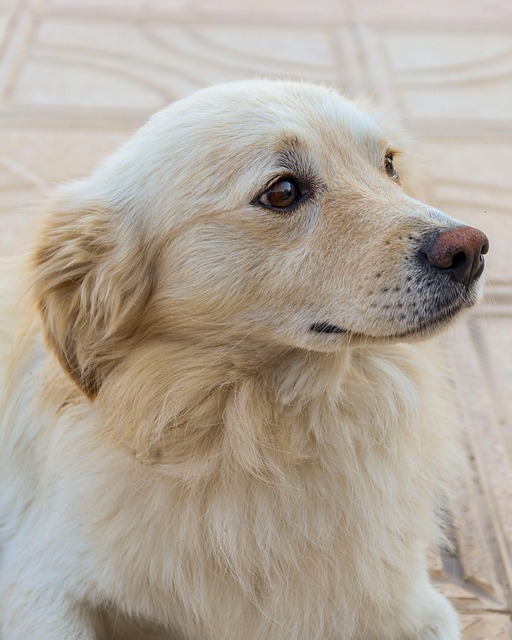 Dog Portrait Pet - Free photo on Pixabay
