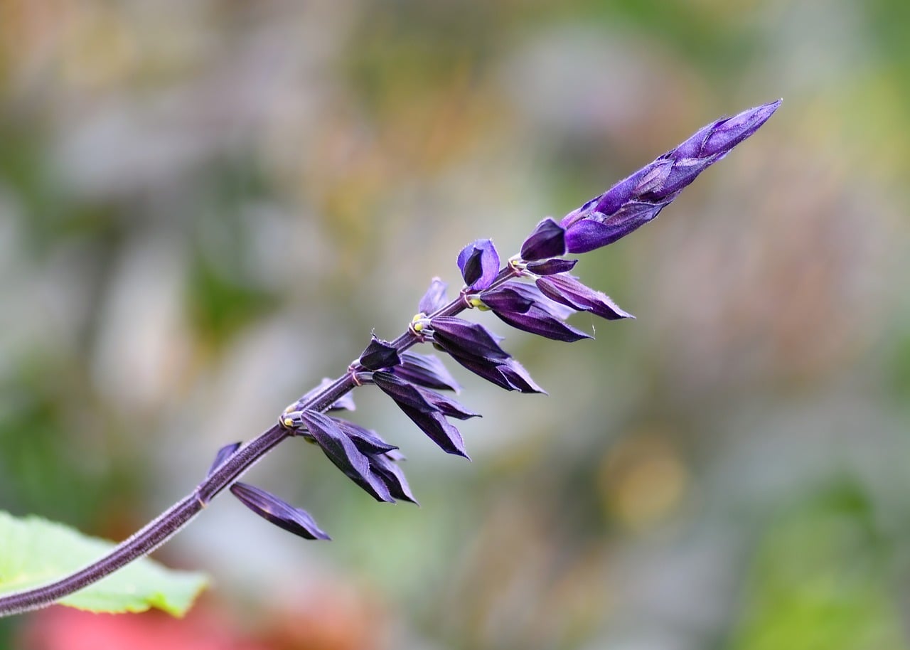 Sage Flower Plant - Free photo on Pixabay