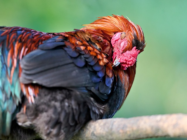 Haan Red Rooster To Clean - Free photo on Pixabay