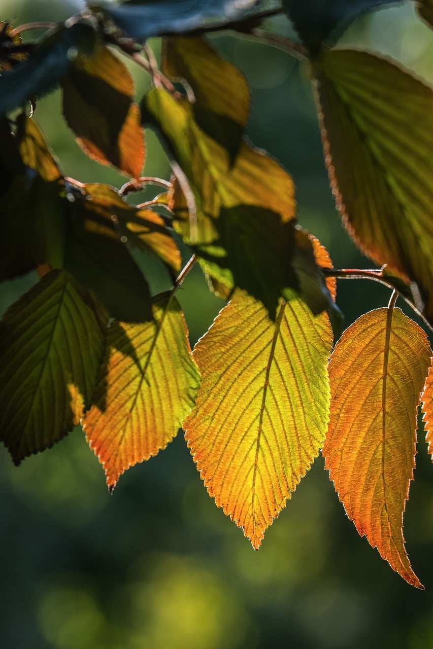 Autumn Leaves Fall Nature - Free photo on Pixabay