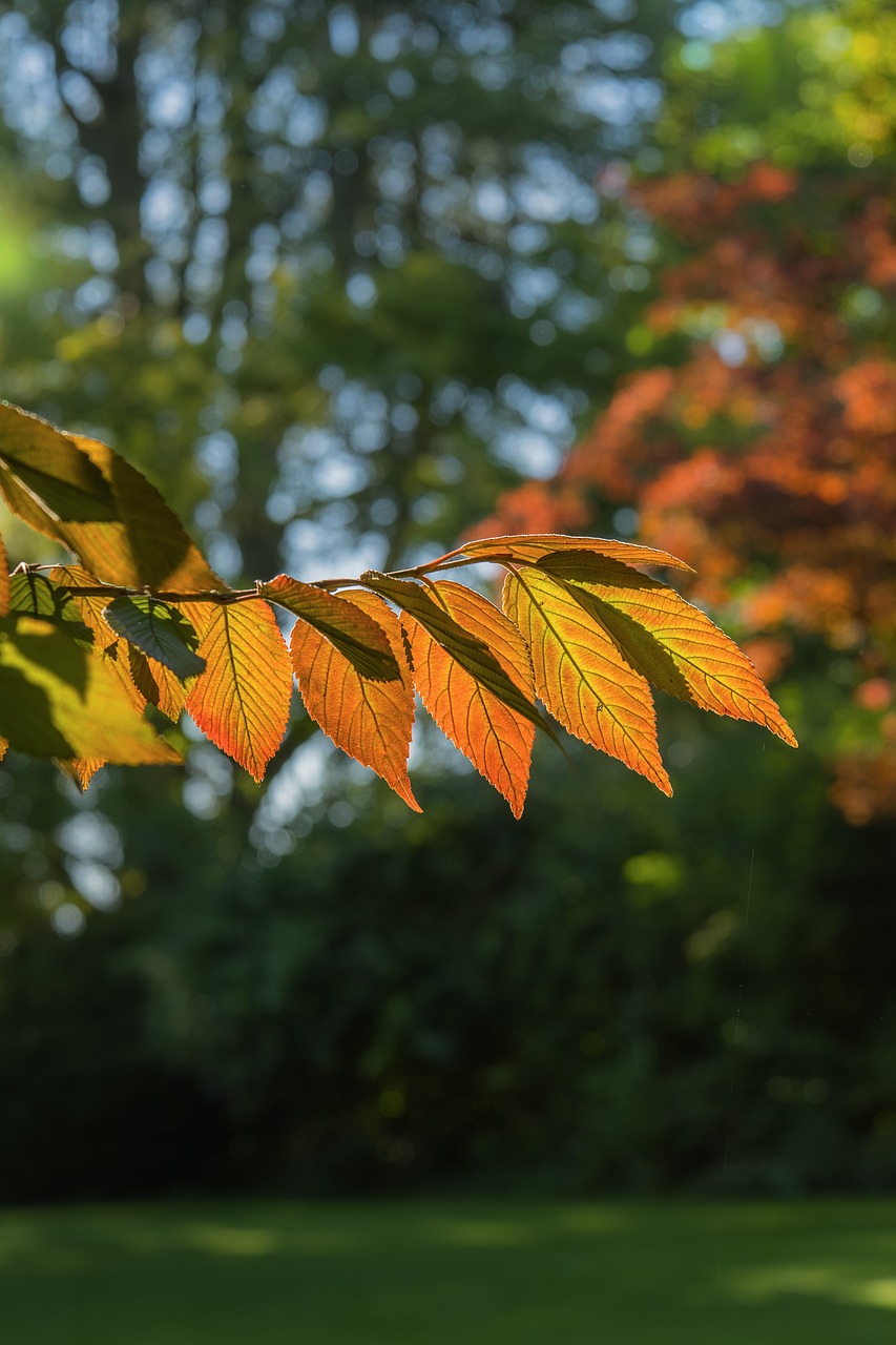 Leaves Fall Autumn - Free photo on Pixabay