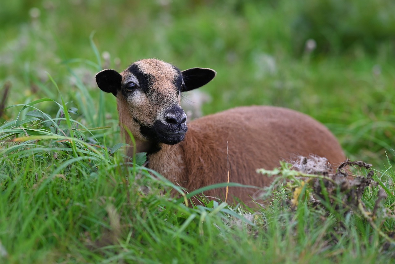 Cameroon Sheep Hairy Mermaid - Free photo on Pixabay