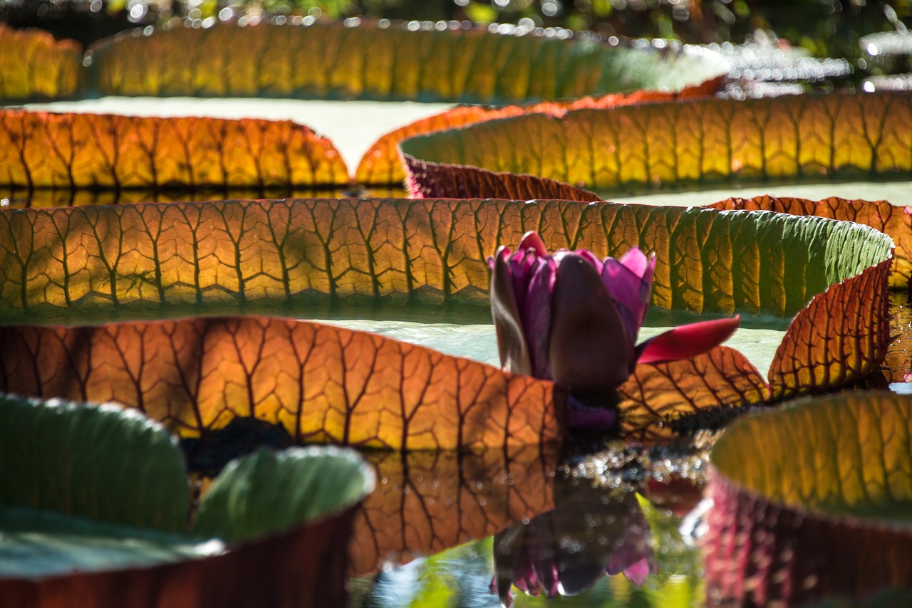 1,000+ Free Victoria Amazonica & Hong Kong Images - Pixabay