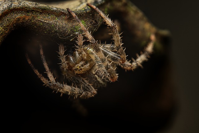 Spider Arachnid Nature Cross - Free photo on Pixabay