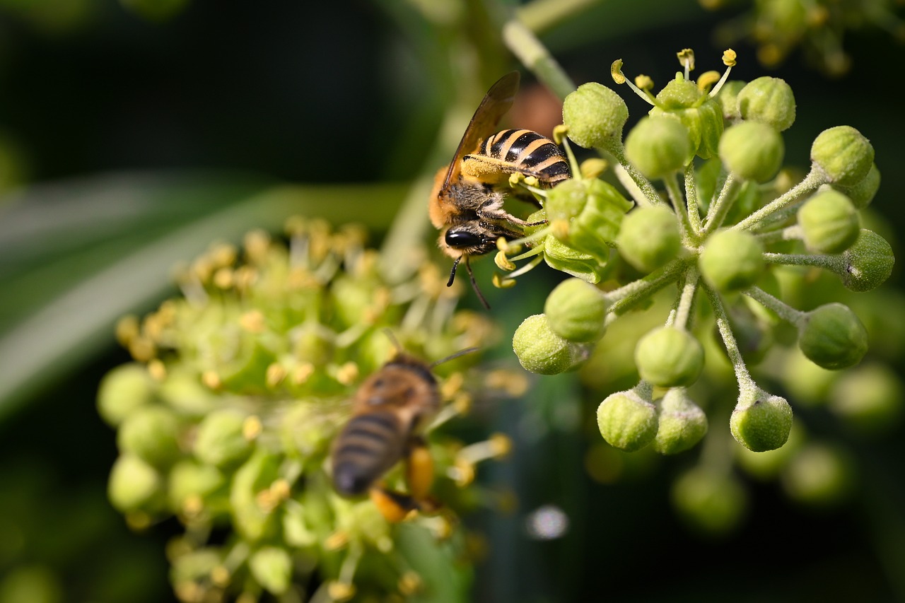 Bee Insect Nature - Free photo on Pixabay
