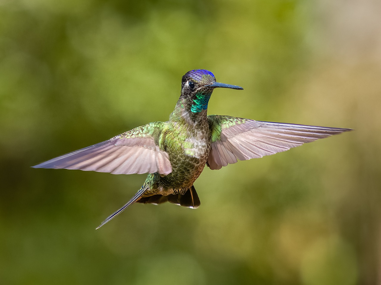 Costa Rica Humming-Bird - Free photo on Pixabay