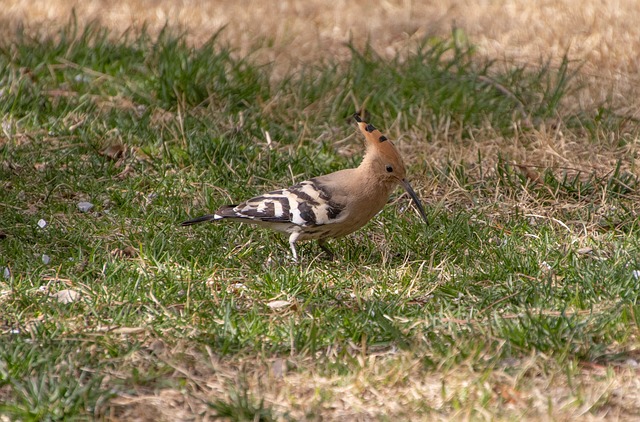 Hoopoe Nature Bird - Free photo on Pixabay