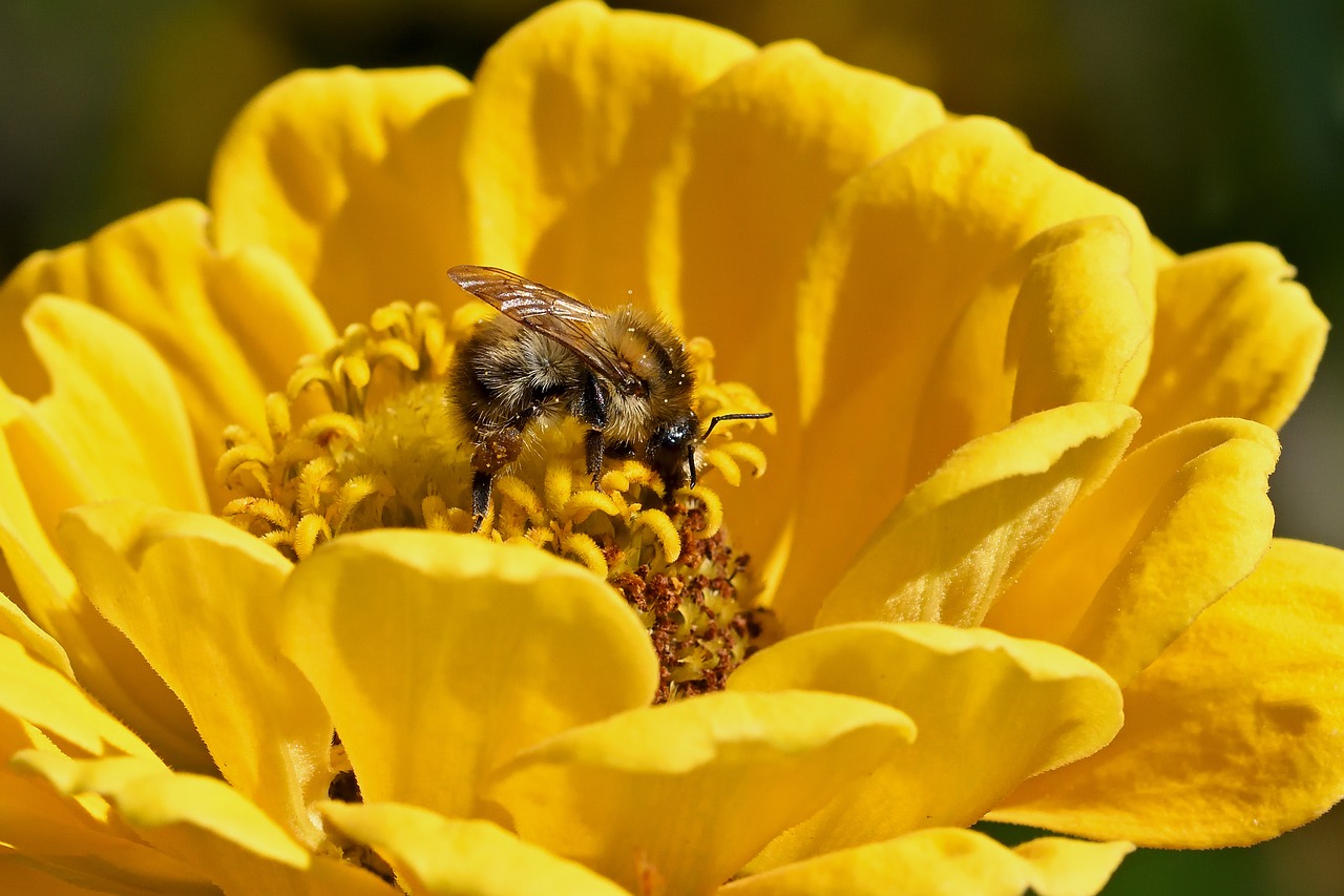 Bee Insect Nature Close - Free photo on Pixabay