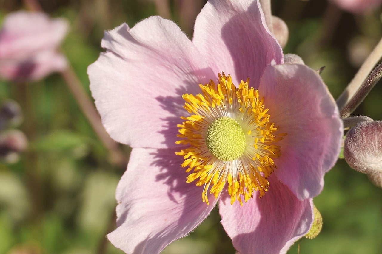 Flower Anemone Plants - Free photo on Pixabay