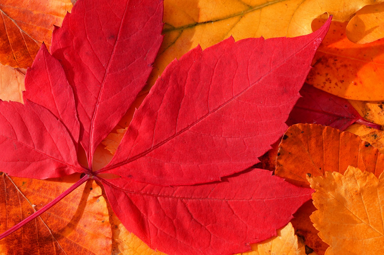 Autumn Leaves Fall Leaf - Free photo on Pixabay