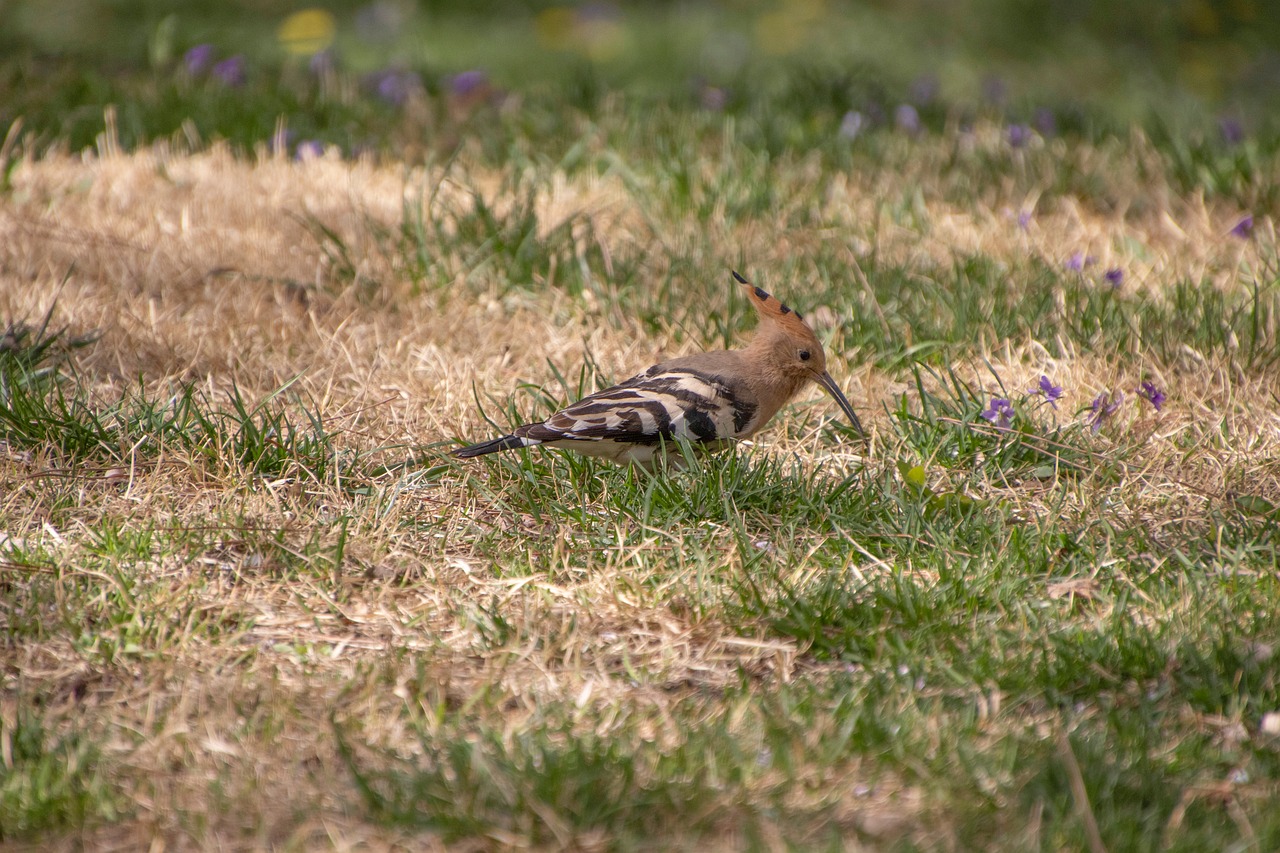Hoopoe Nature Bird - Free photo on Pixabay