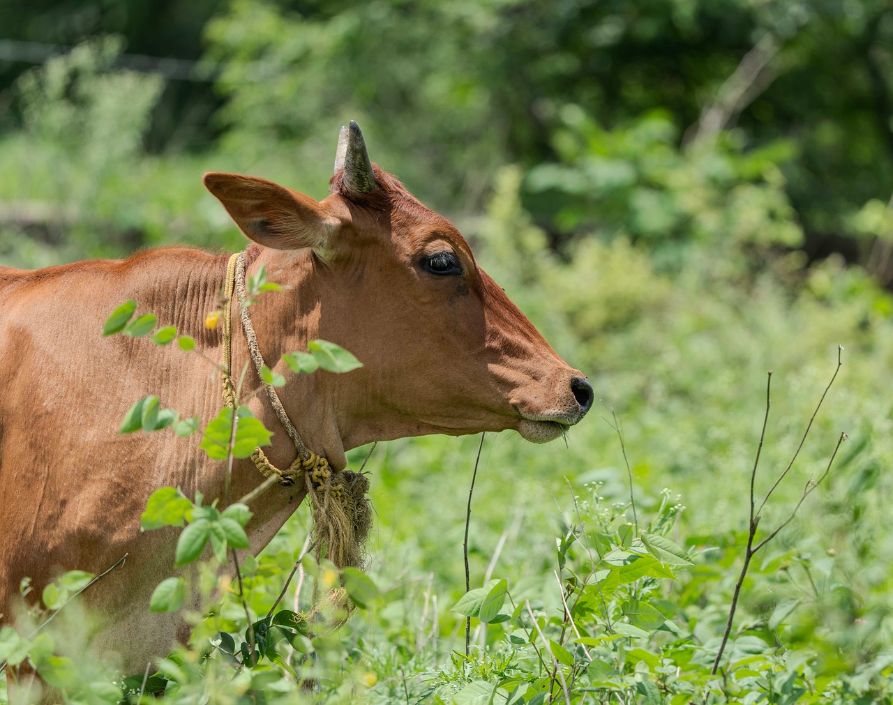 Indian Cow Gaumata - Free photo on Pixabay