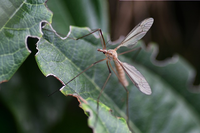 Crane Insect Mosquito - Free photo on Pixabay