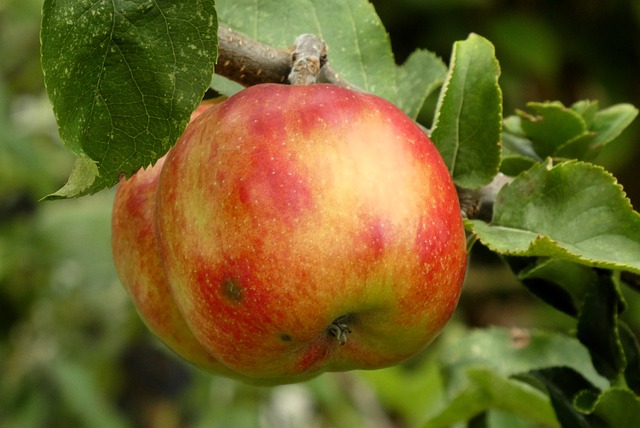 Apple Fruit Tree - Free photo on Pixabay