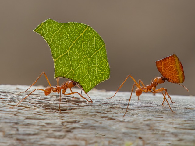 2,000+ Free Leafcutter Ant & Ant Images - Pixabay