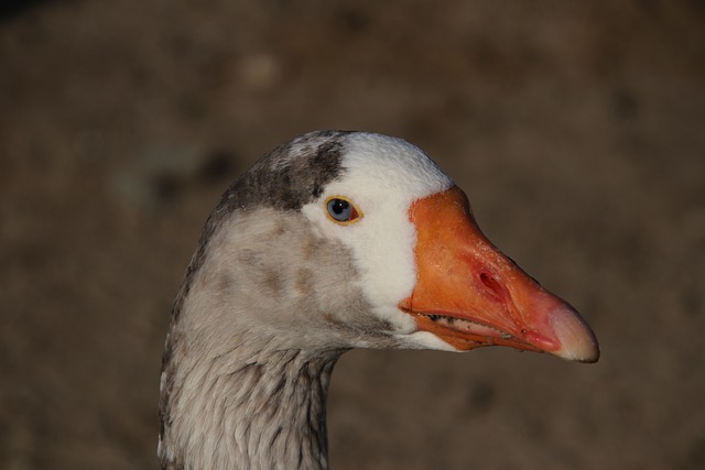 Goose Gray Bird - Free photo on Pixabay