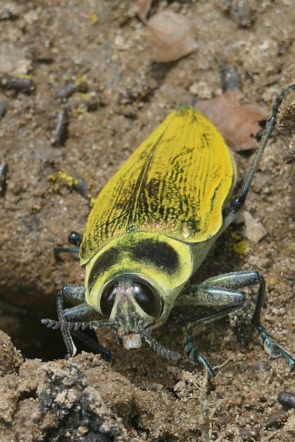 Beetle Ceiba Drill Insect - Free photo on Pixabay
