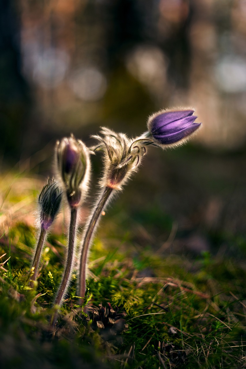 Lumbago Natureza Flor - Foto gratuita no Pixabay