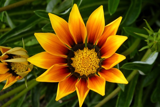 Flowers Gazania Nature - Free photo on Pixabay