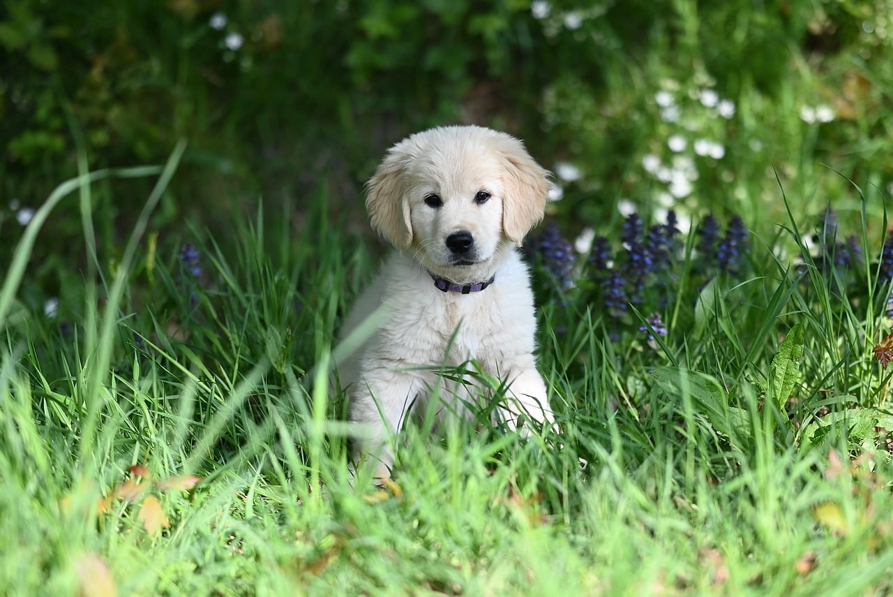Golden Retriever Amber Young Dog - Free photo on Pixabay