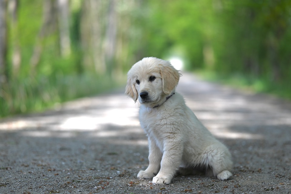 Golden Retriever Amber - Free photo on Pixabay