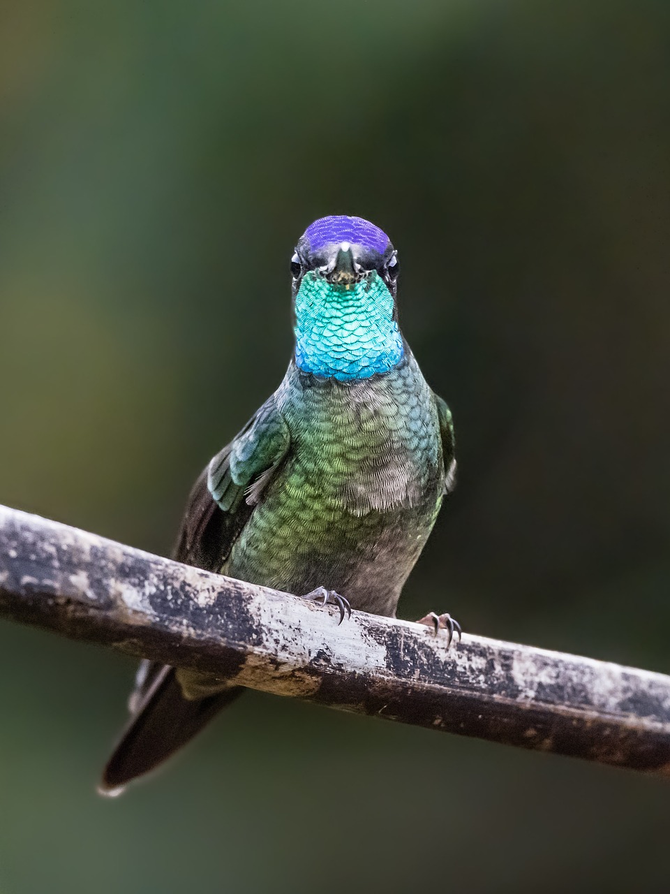 Costa Rica Humming-Bird - Free photo on Pixabay