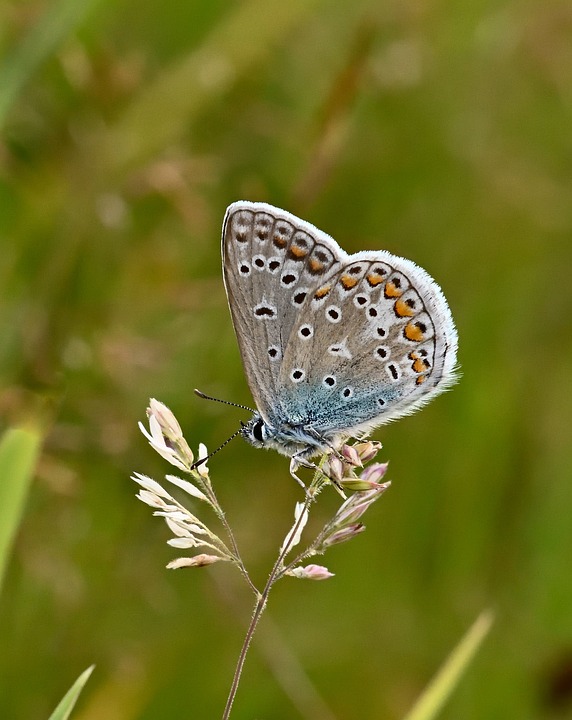 Butterfly Common Blue Butterflies - Free photo on Pixabay
