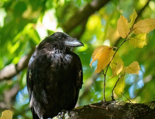 Crow Nature Bird - Free photo on Pixabay