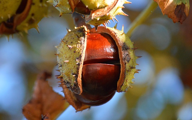 Marronnier Commun Châtaignes - Photo gratuite sur Pixabay
