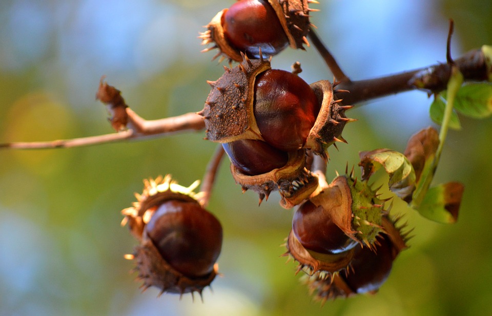 Common Horse Chestnut Chestnuts - Free photo on Pixabay