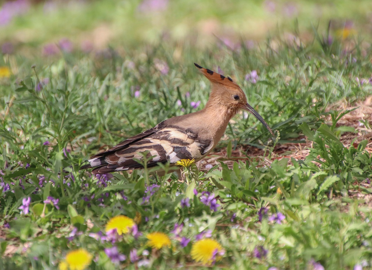 Hoopoe Nature Bird - Free photo on Pixabay