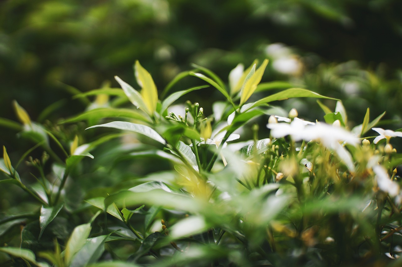 40,000+ Free Night-Blooming Jasmine & Jasmine Images - Pixabay