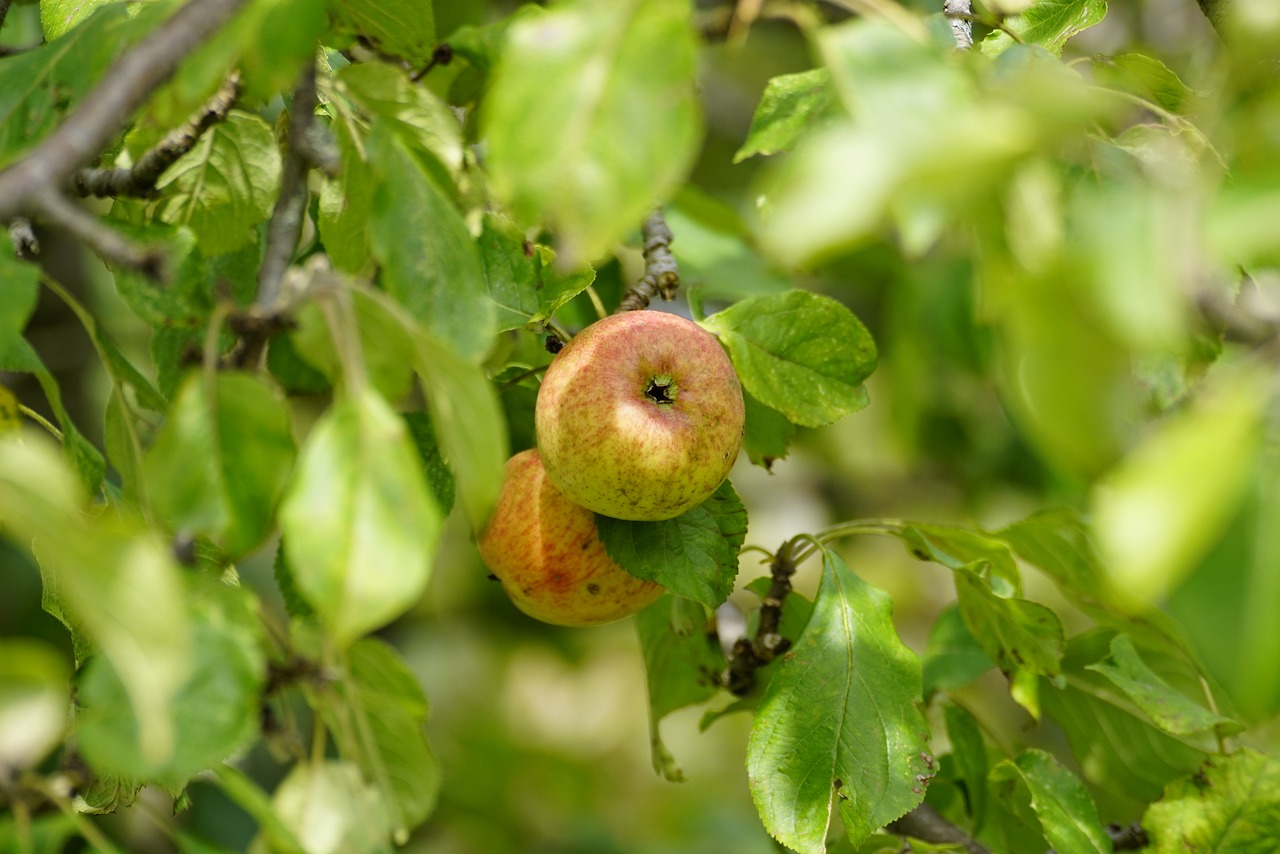 Fruit Pomme Pommier - Photo gratuite sur Pixabay