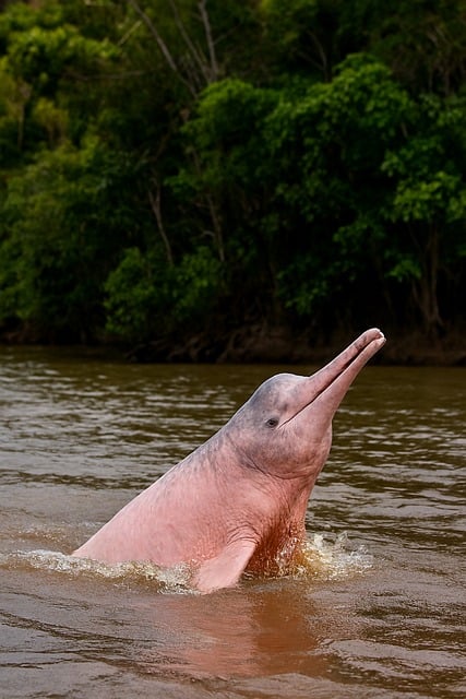 Download Pink River Dolphin, Amazon River, Boto. Royalty-Free Stock ...