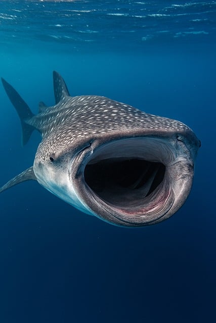Requin Baleine Le Plus Gros - Image gratuite sur Pixabay