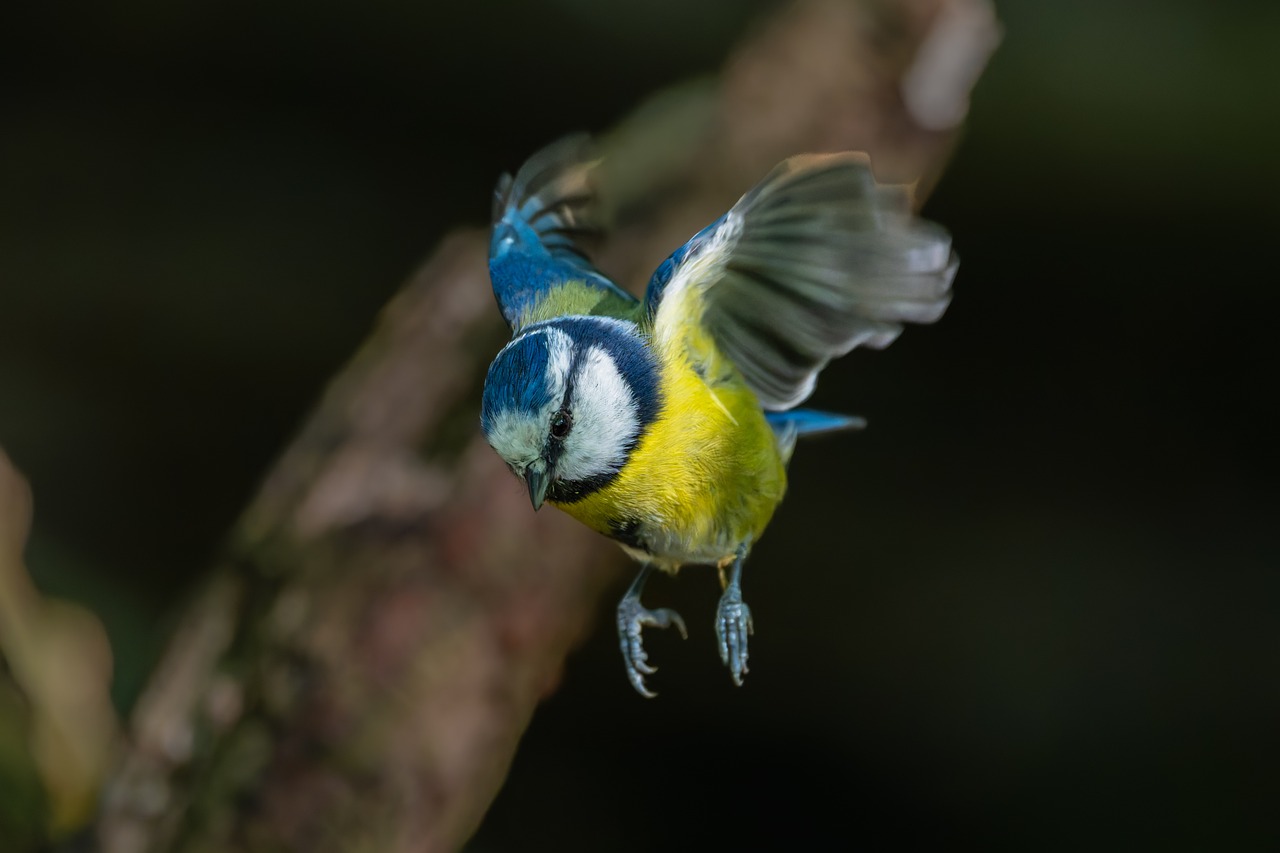 Bird Blue Tit Plumage - Free photo on Pixabay