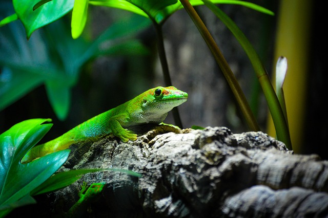 Gecko Reptile Nature - Free photo on Pixabay