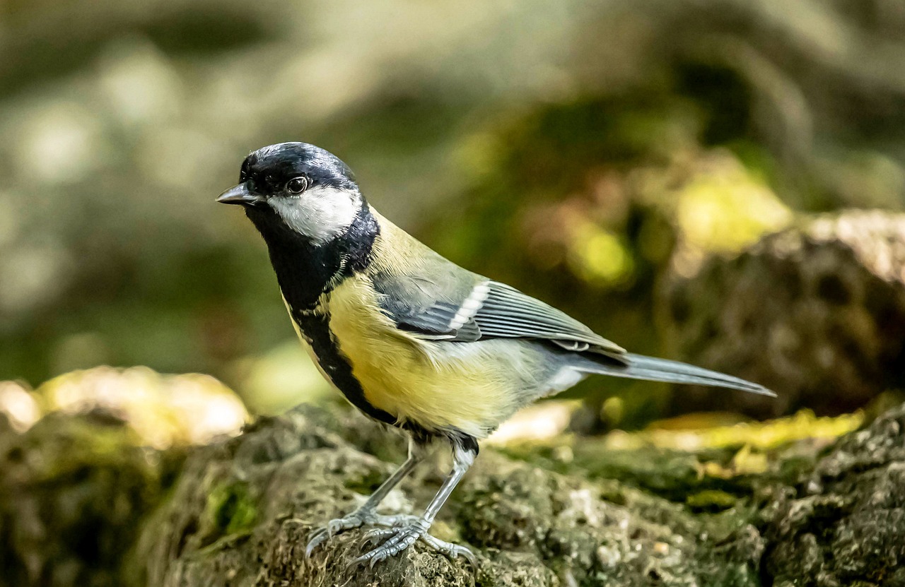 Great Tit Forest Portrait Free Photo On Pixabay