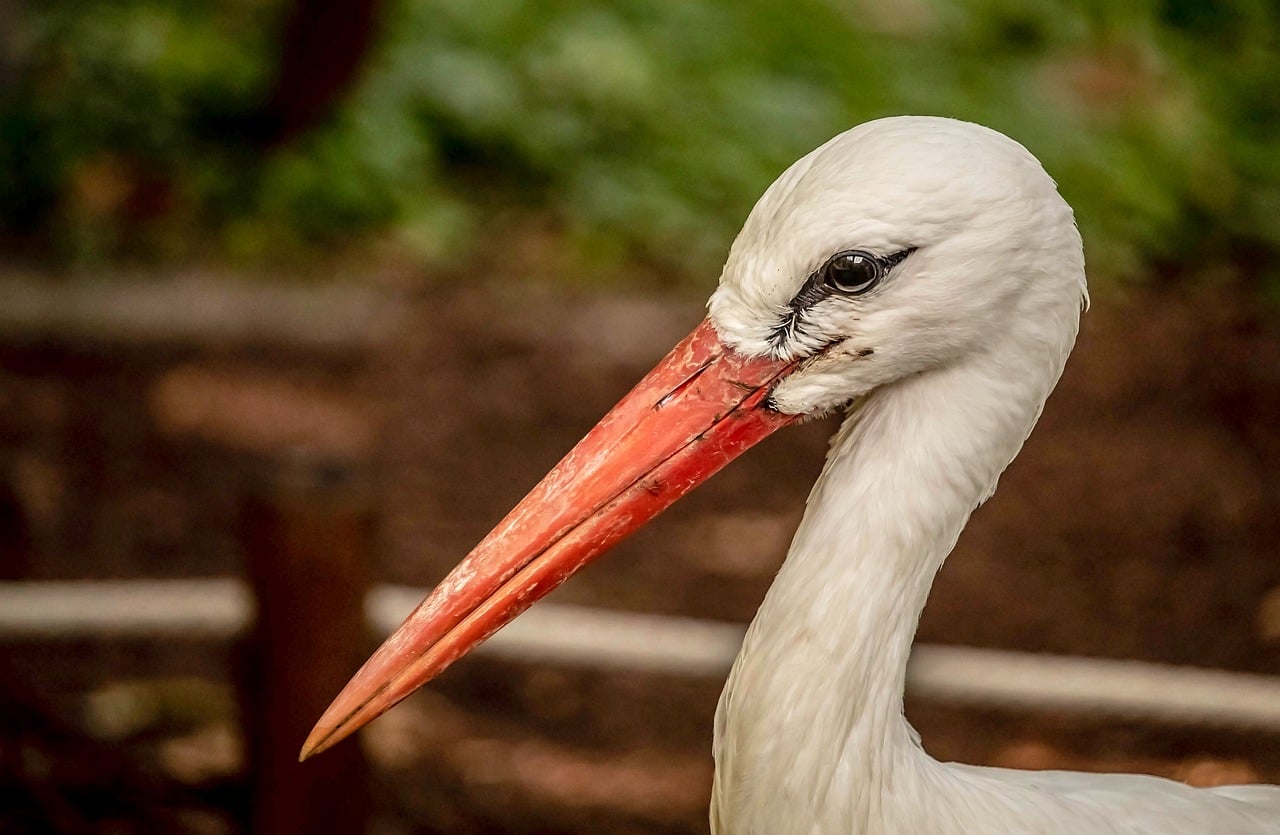 Stork Nature Bird - Free photo on Pixabay