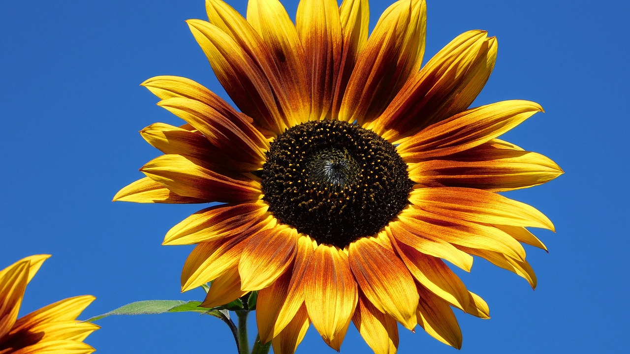 Plant Flower Nature - Free photo on Pixabay