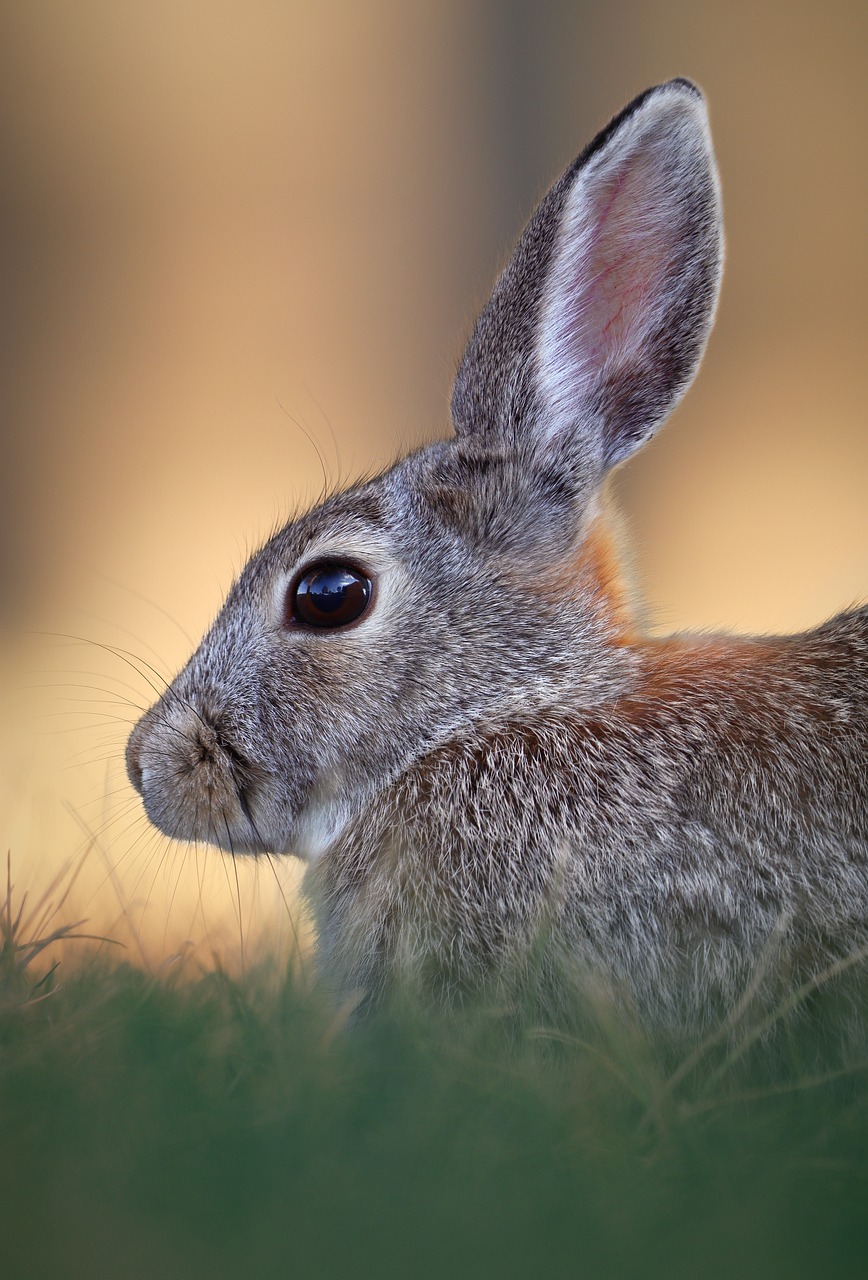 Cottontail Rabbit Mammal - Free photo on Pixabay