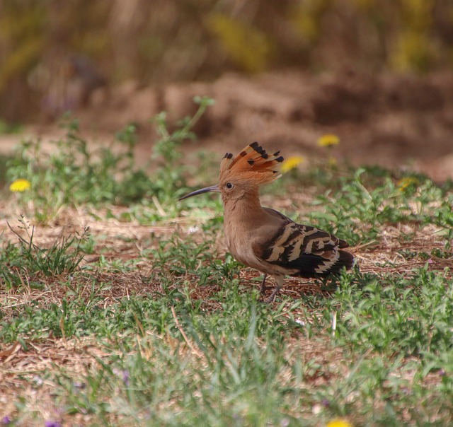 Hoopoe Nature Bird - Free photo on Pixabay
