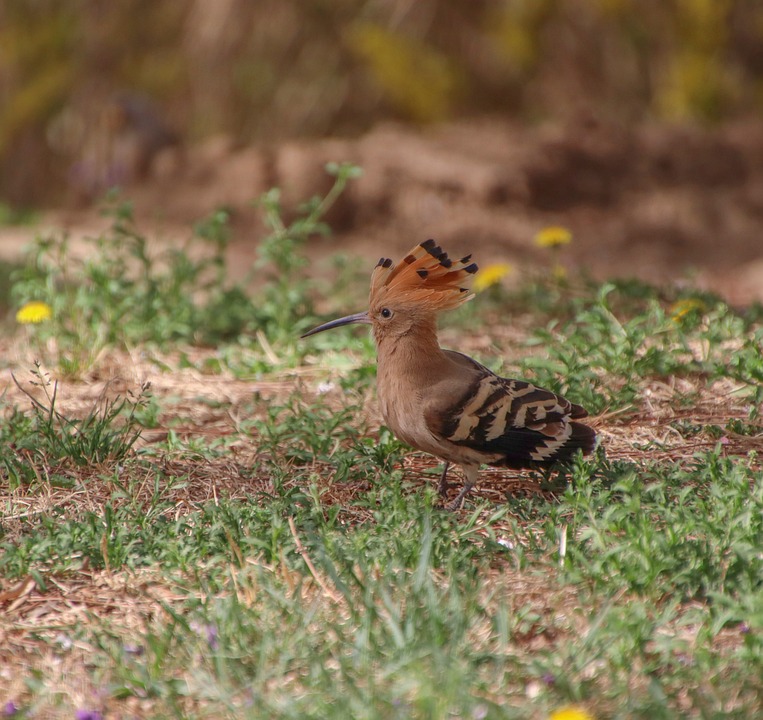 Hoopoe Nature Bird - Free photo on Pixabay