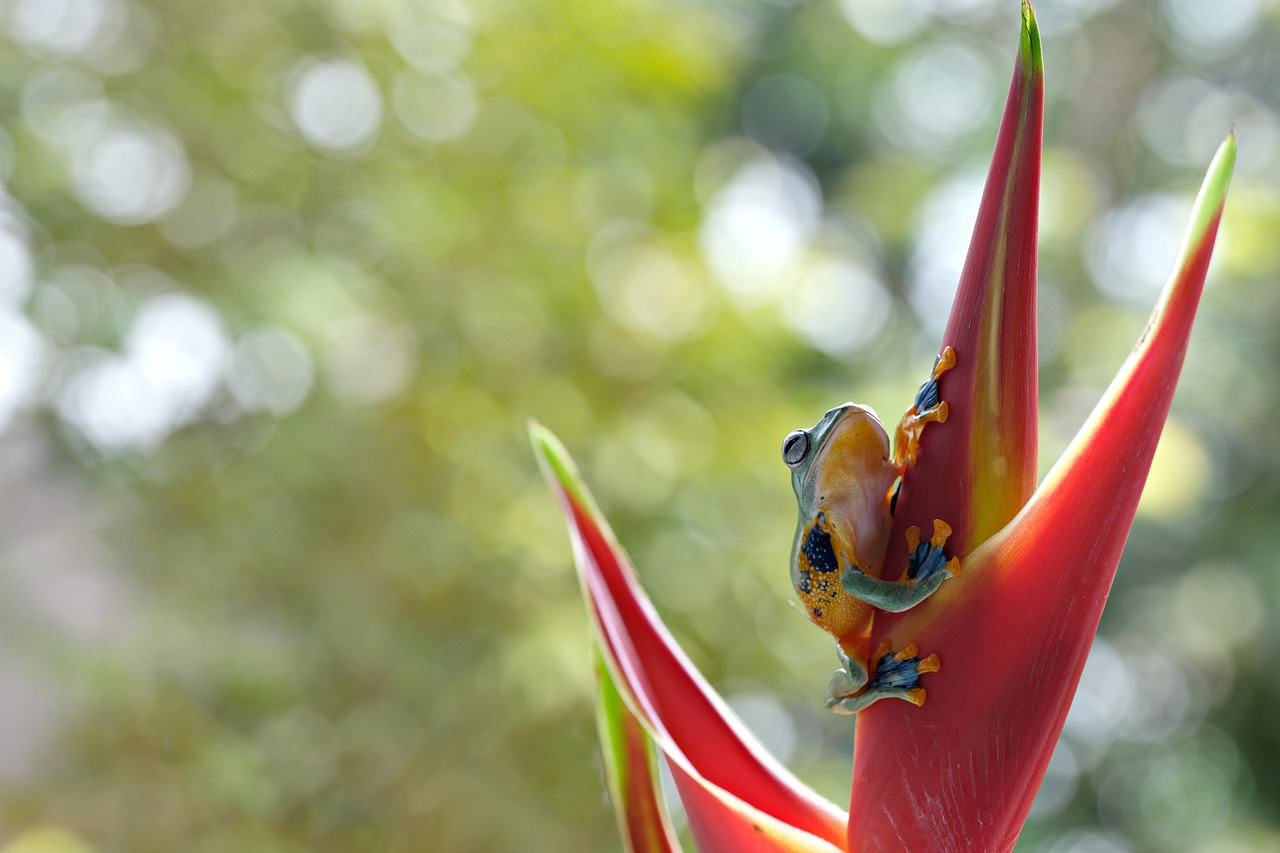 Flying Frog Fauna Animal - Free photo on Pixabay