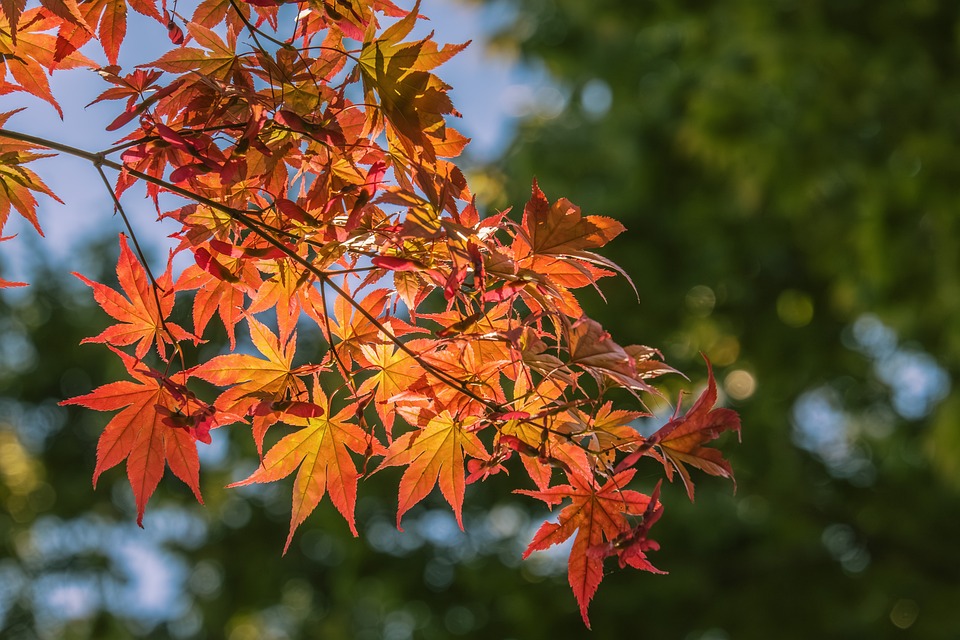 Leaves Fall Autumn - Free photo on Pixabay