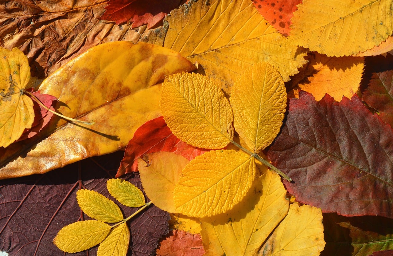 Autumn Leaves Fall Leaf - Free photo on Pixabay