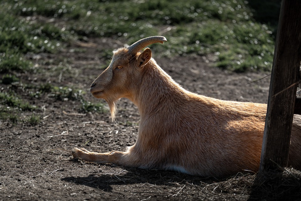 Goat Agriculture Farm Yard - Free photo on Pixabay